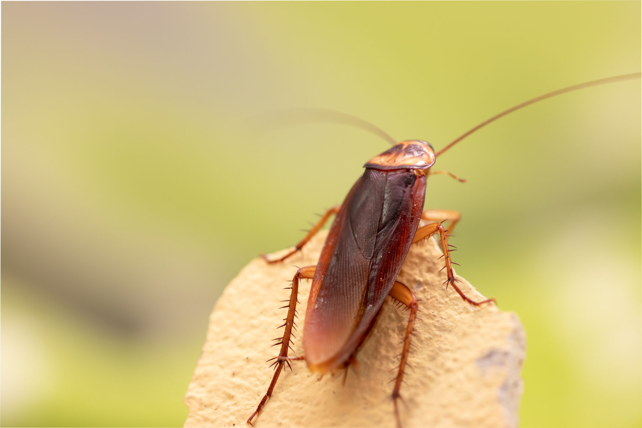 Cockroaches - PESTIPROS Pest Control Service
